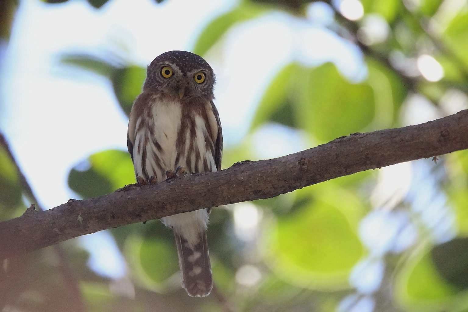 A Little Lifer - 10,000 Birds