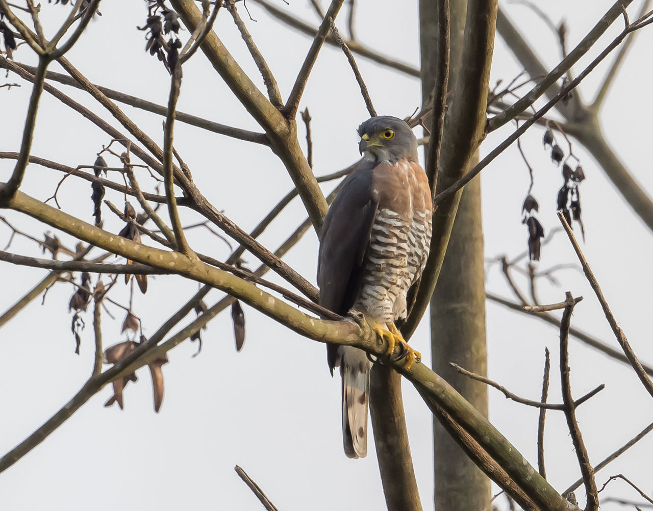 Birding Kondang Merak, East Java, Indonesia - 10,000 Birds