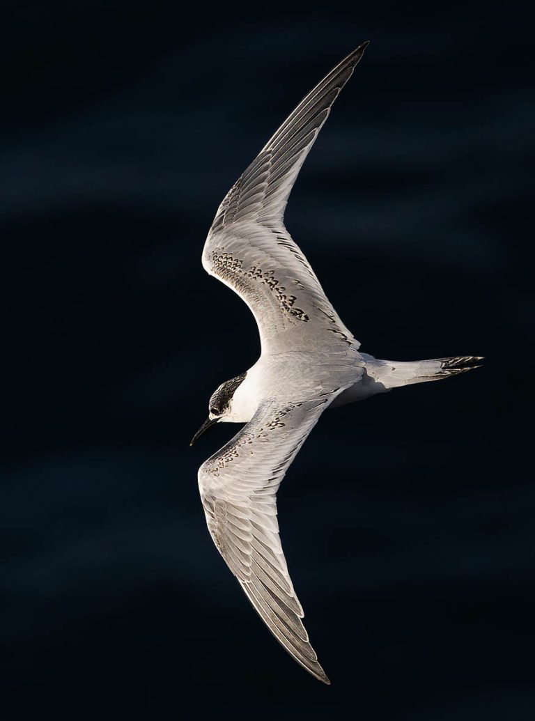 All in a day’s work - 10,000 Birds