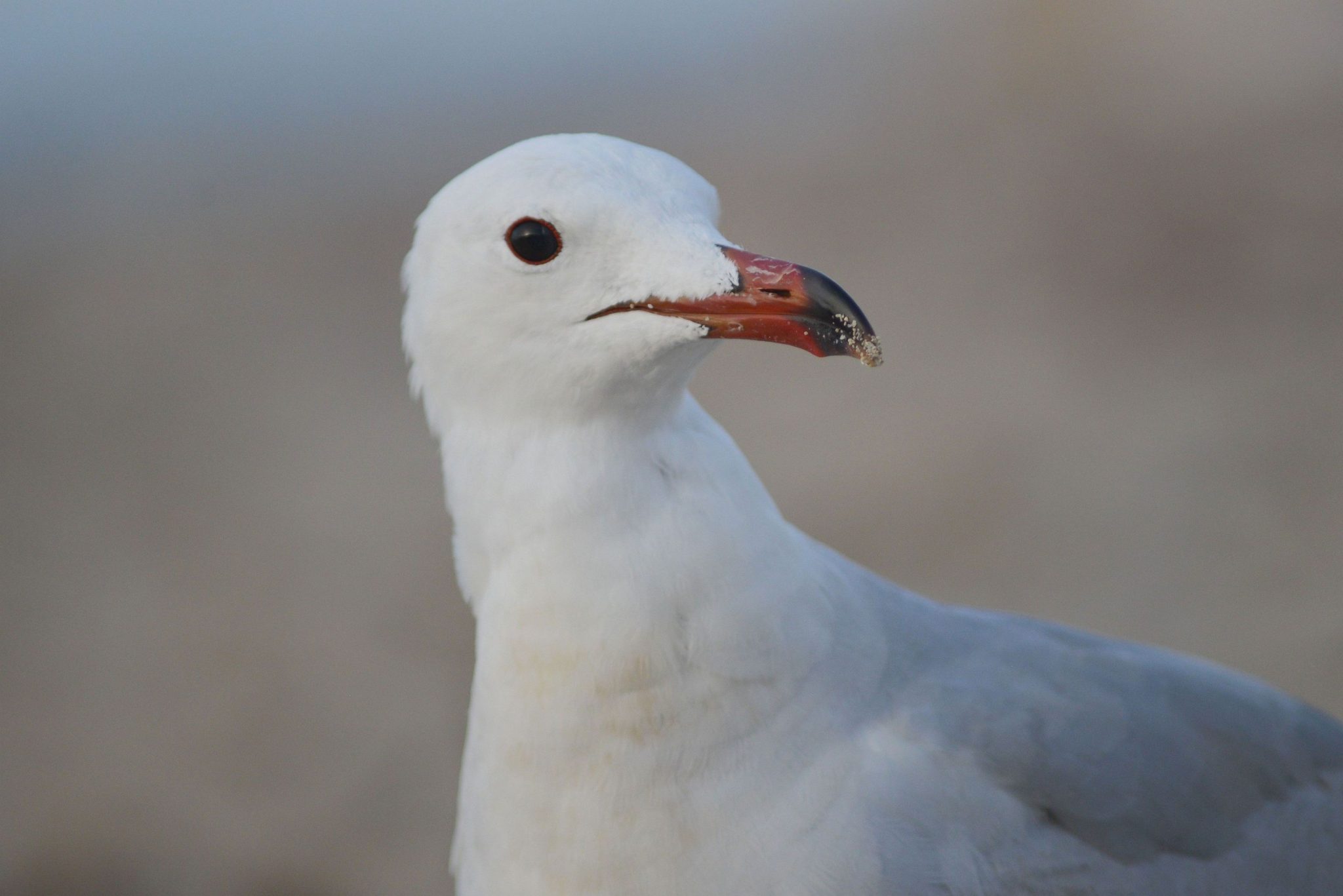 Incidental Birding on Mallorca - 10,000 Birds