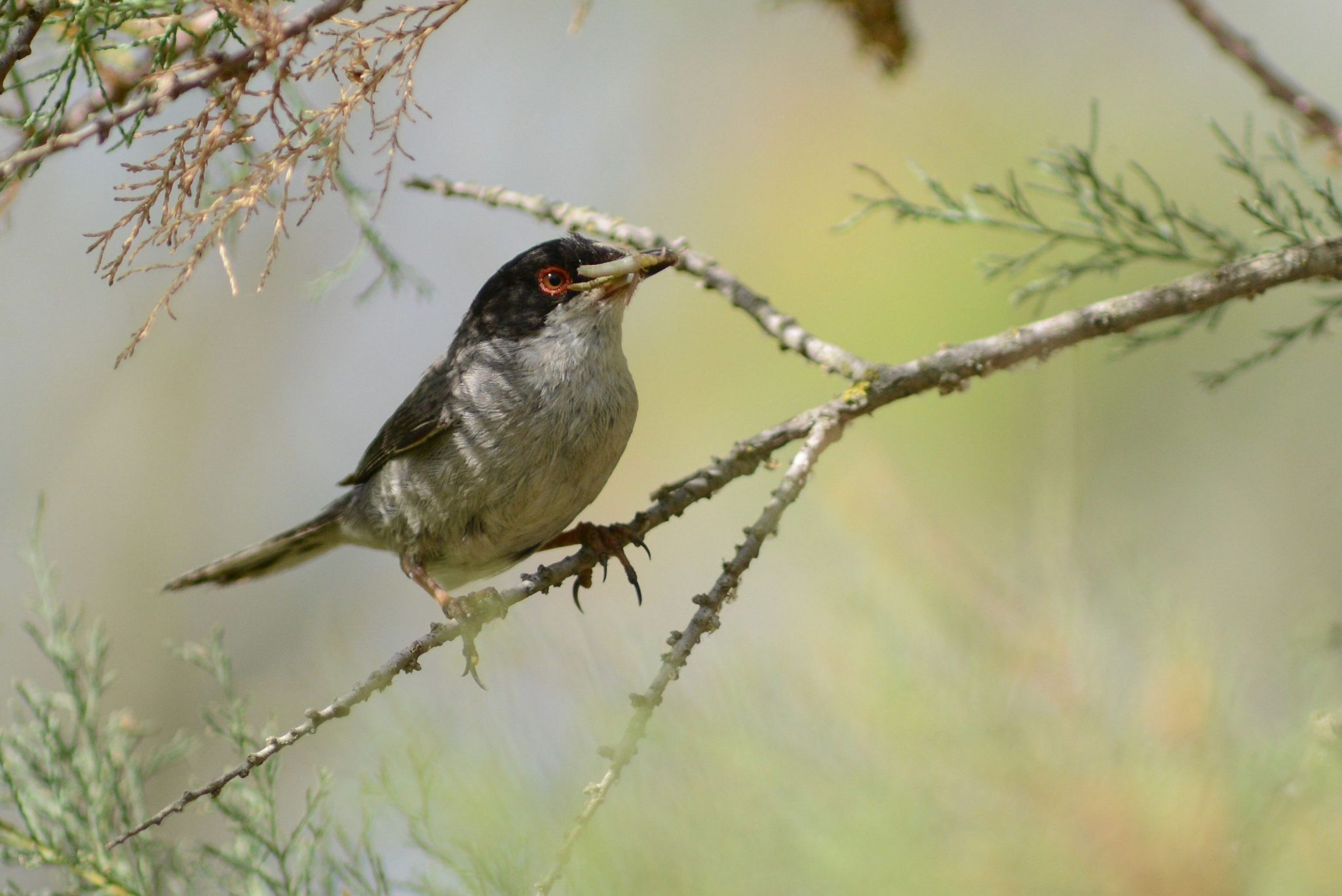 Incidental Birding on Mallorca - 10,000 Birds