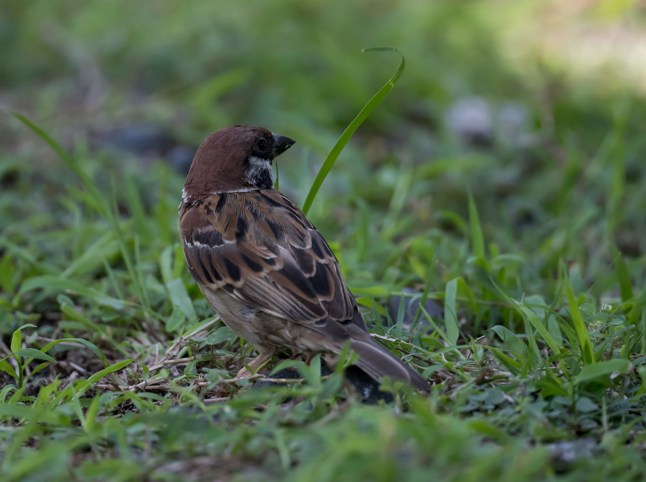 Birding Denpasar, Bali - 10,000 Birds