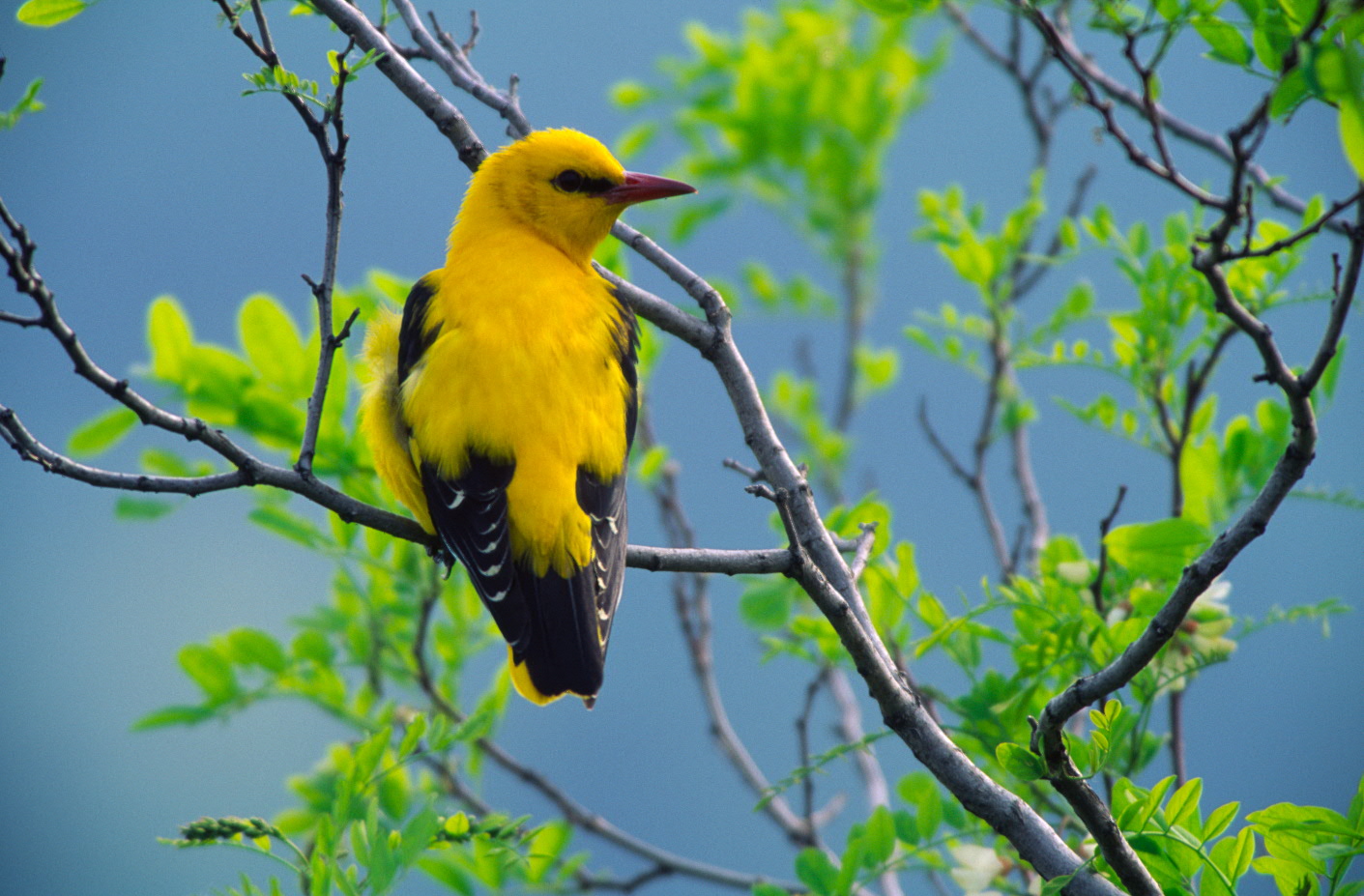 Birding Lodges of the World: Ecotours Kondor Ecolodge, Hungary - 10,000 ...