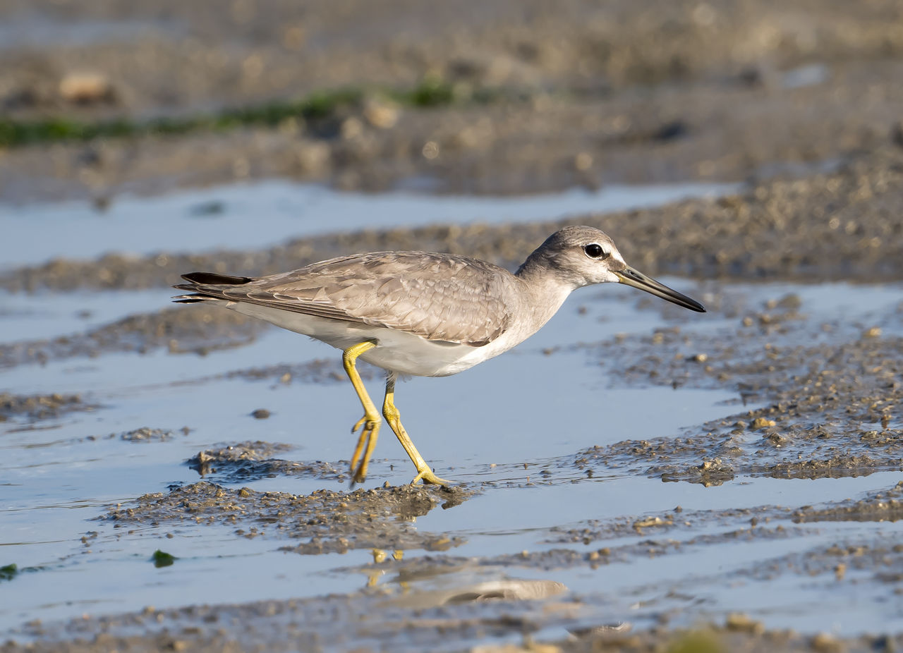 Birding Denpasar, Bali - 10,000 Birds