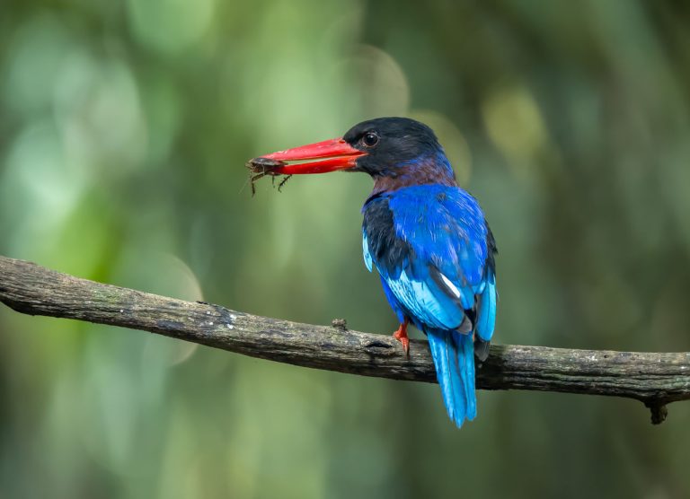 Two Stunning Kingfishers in Java - 10,000 Birds