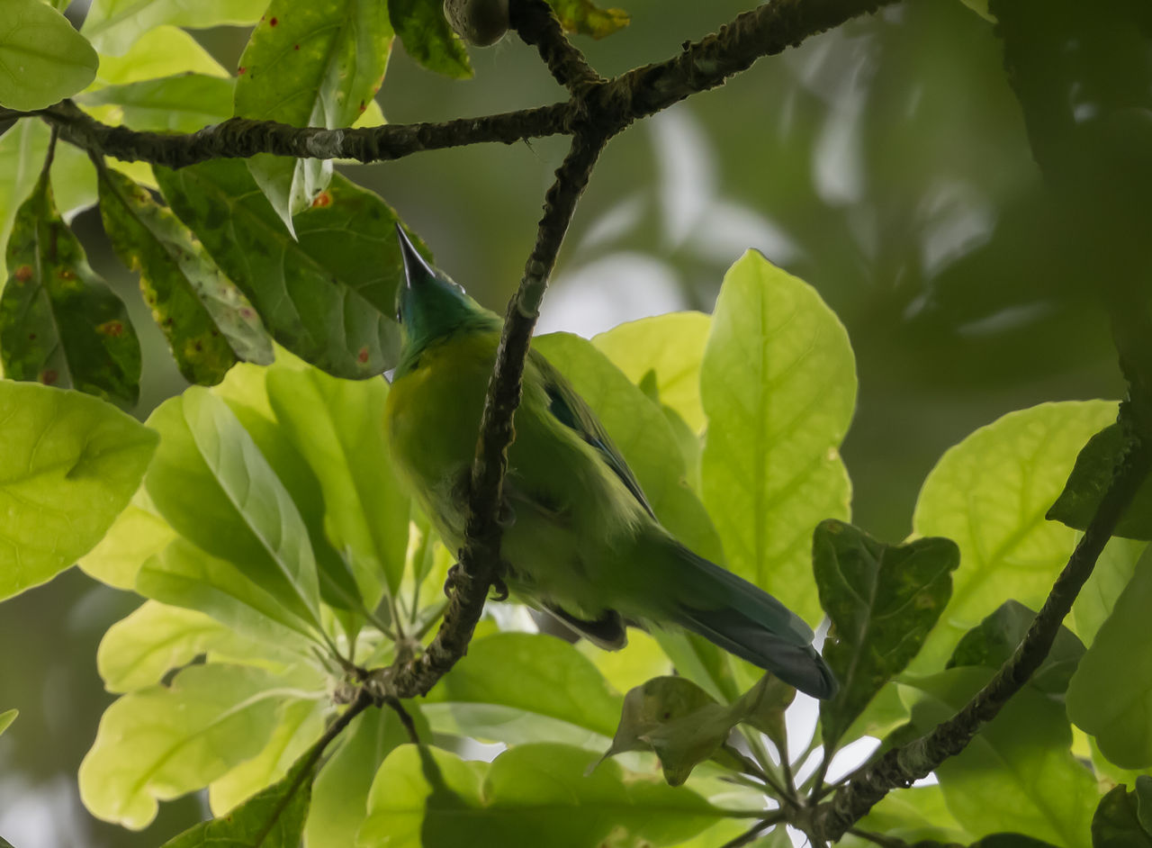 Birding Raden Soerjo Forest Park, East Java, Indonesia (Part 2) - 10,000 Birds