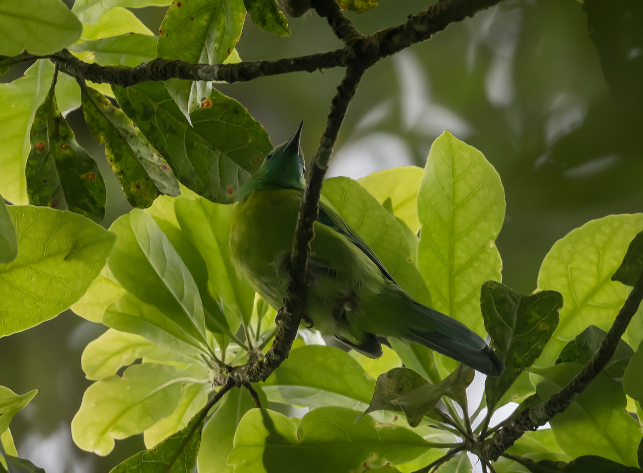 Birding Raden Soerjo Forest Park, East Java, Indonesia (Part 2 ...