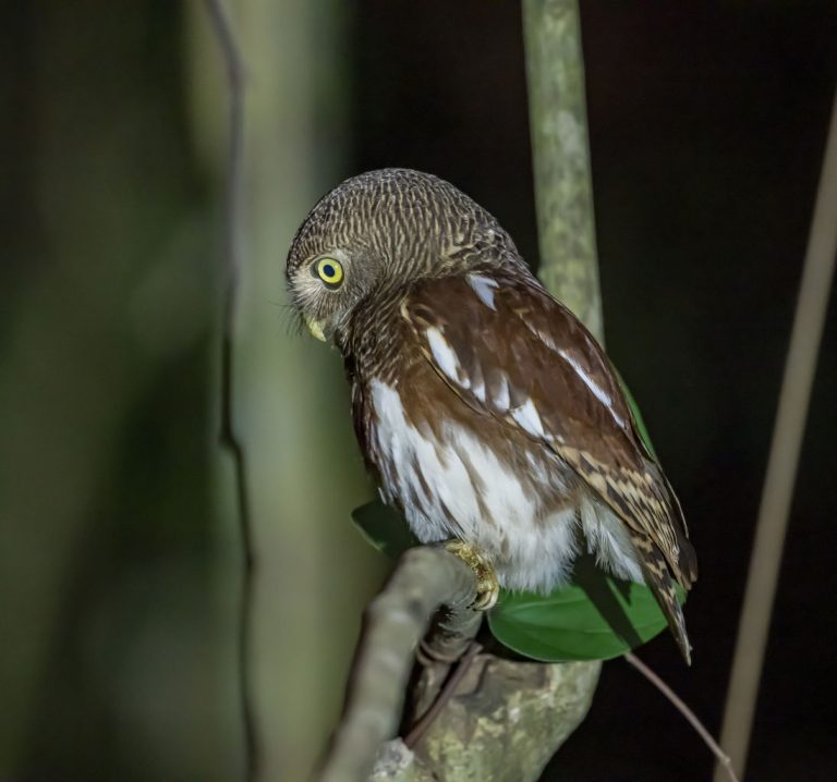 Birding Kondang Merak, East Java, Indonesia - 10,000 Birds