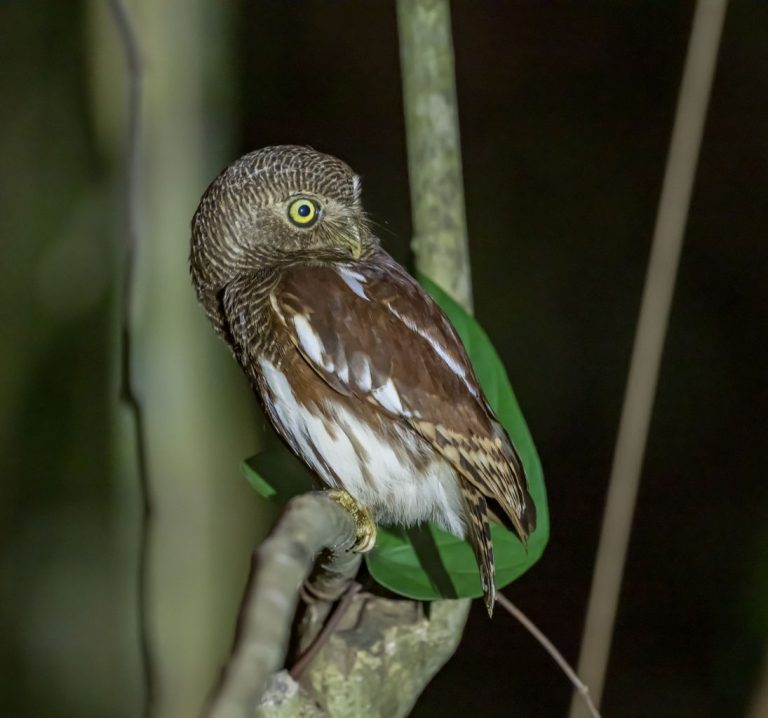 Birding Kondang Merak, East Java, Indonesia - 10,000 Birds
