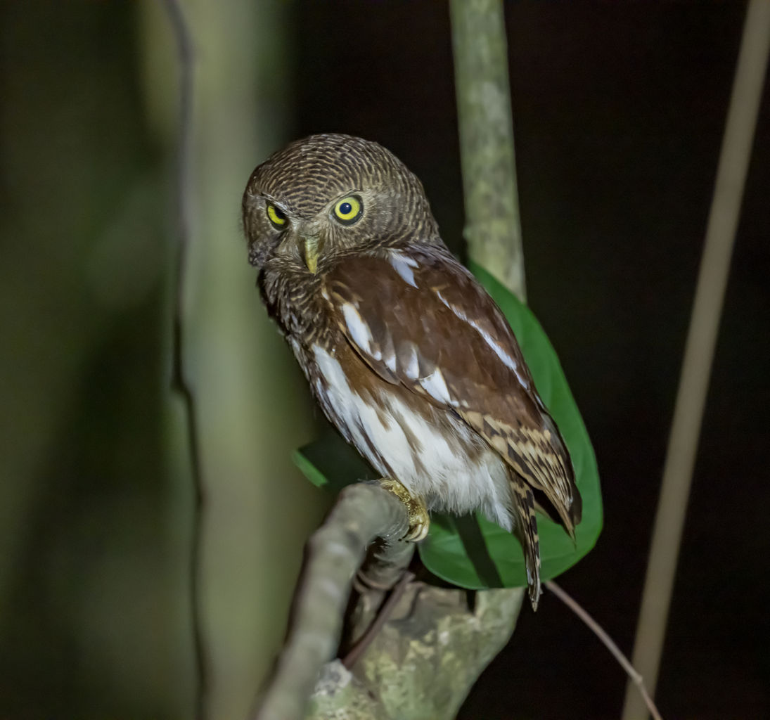 Birding Kondang Merak, East Java, Indonesia - 10,000 Birds