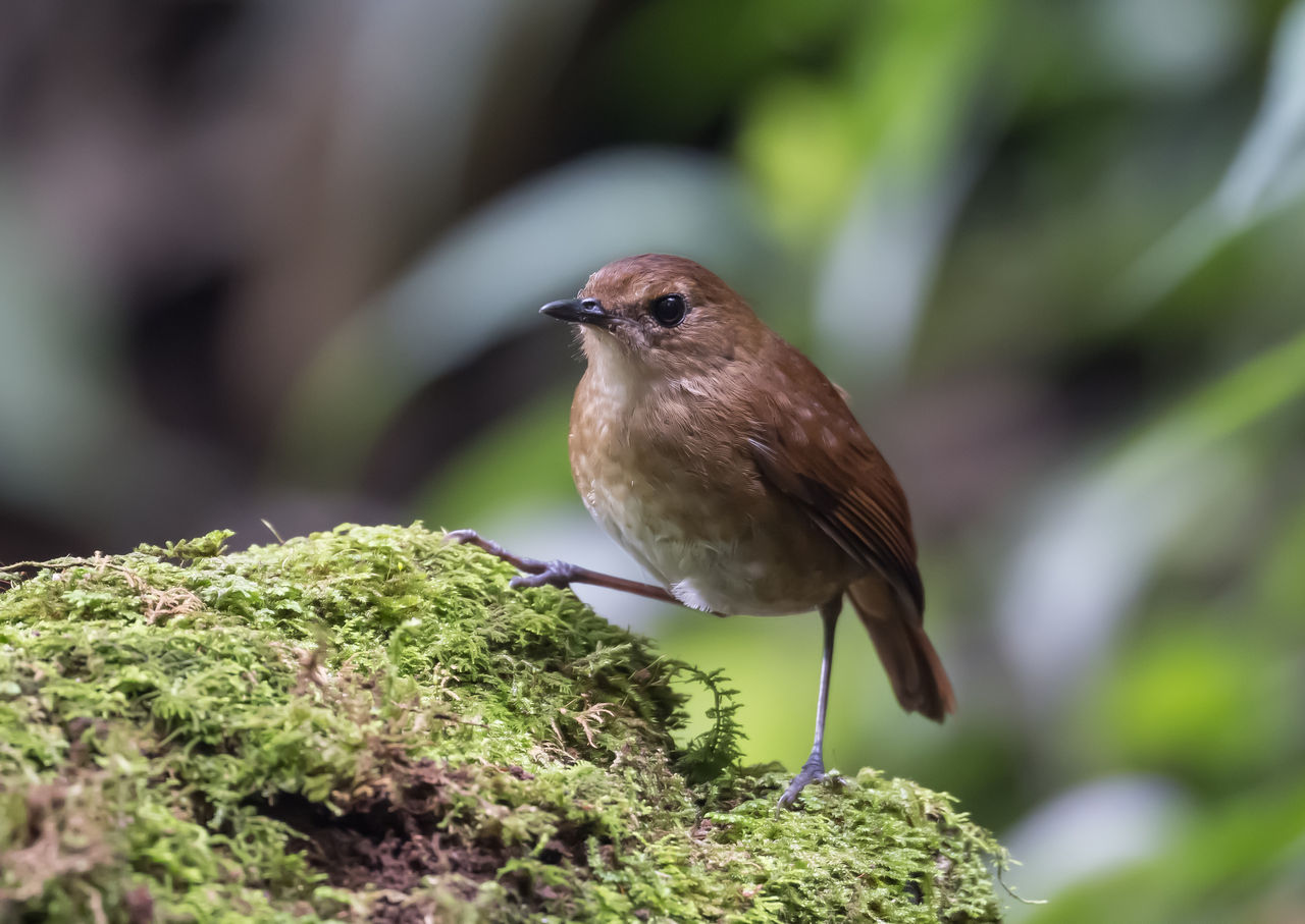 Birding Raden Soerjo Forest Park, East Java, Indonesia (Part 2) - 10,000 Birds