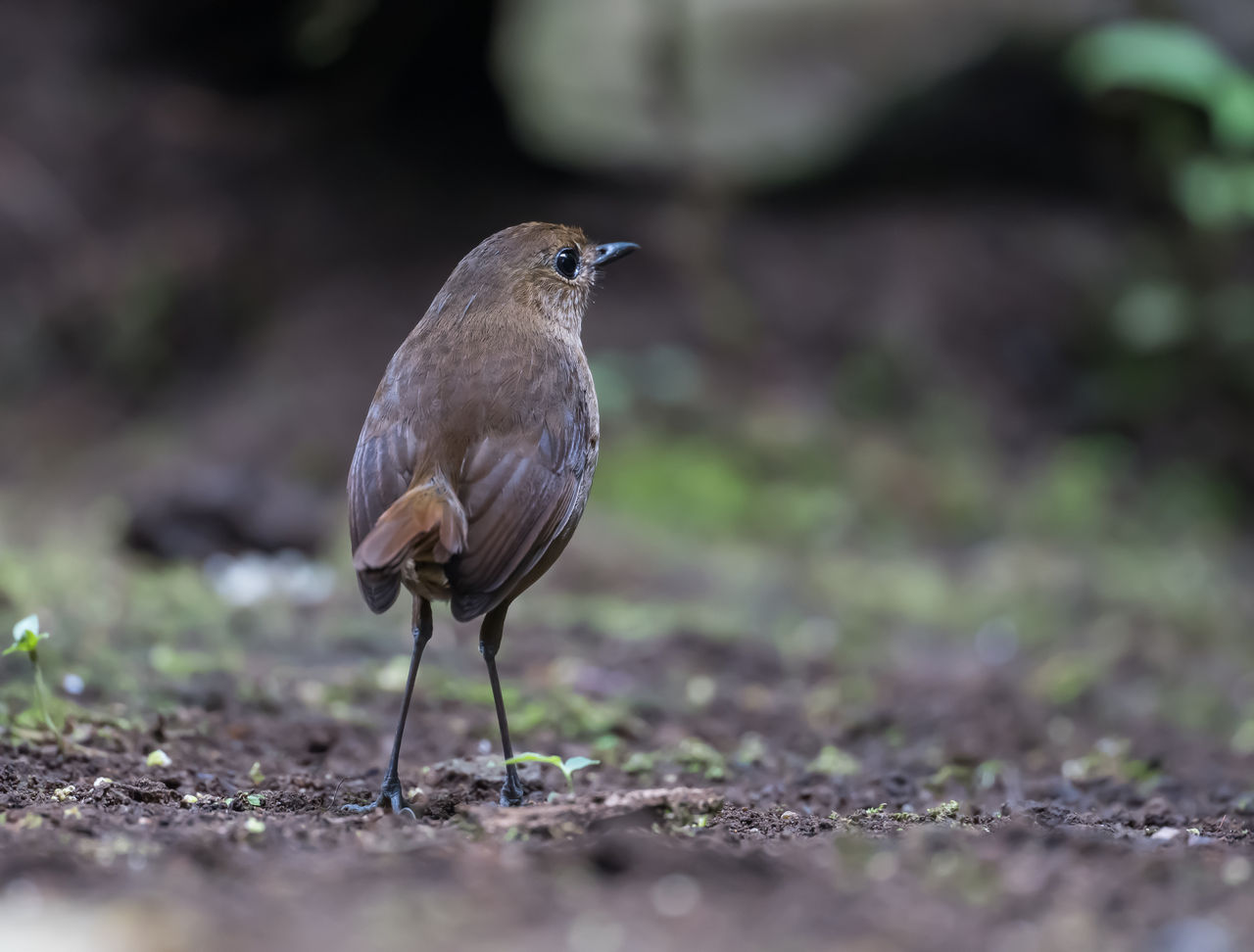 Birding Raden Soerjo Forest Park, East Java, Indonesia (Part 2) - 10,000 Birds