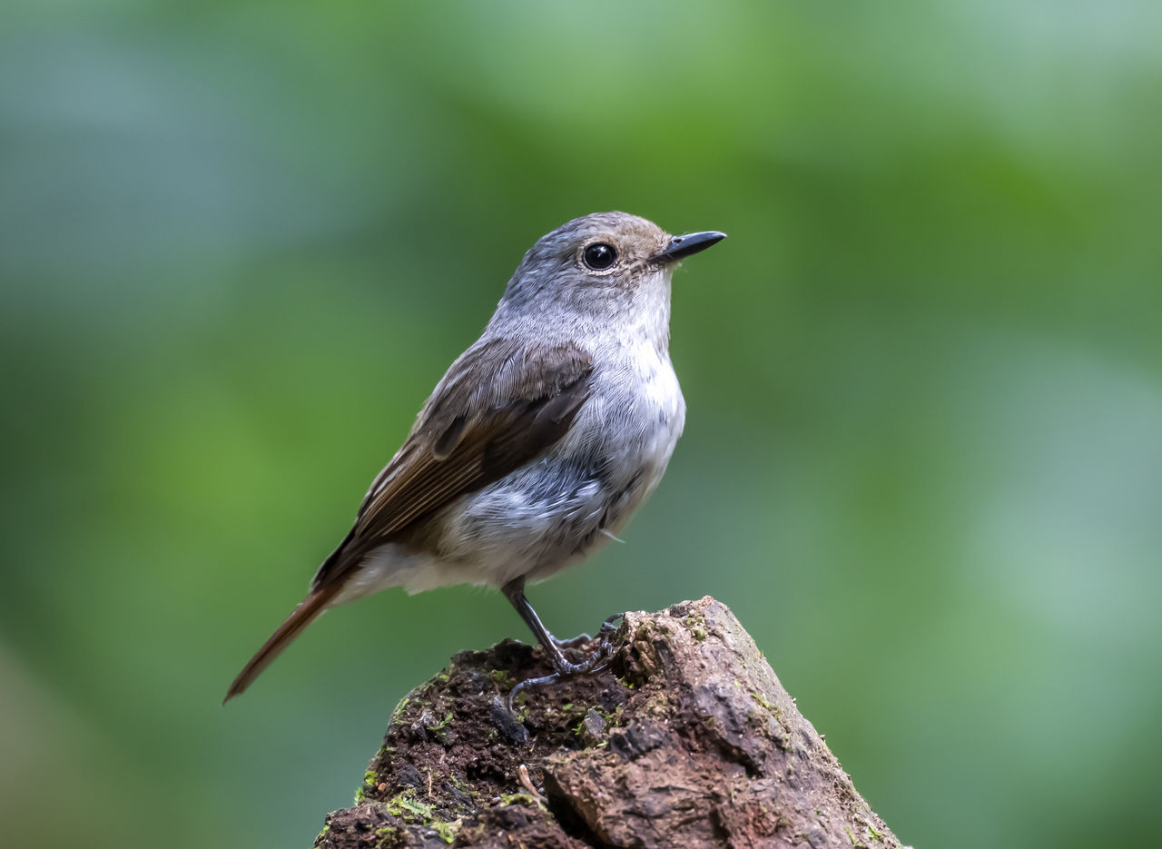 Birding Raden Soerjo Forest Park, East Java, Indonesia (Part 2) - 10,000 Birds