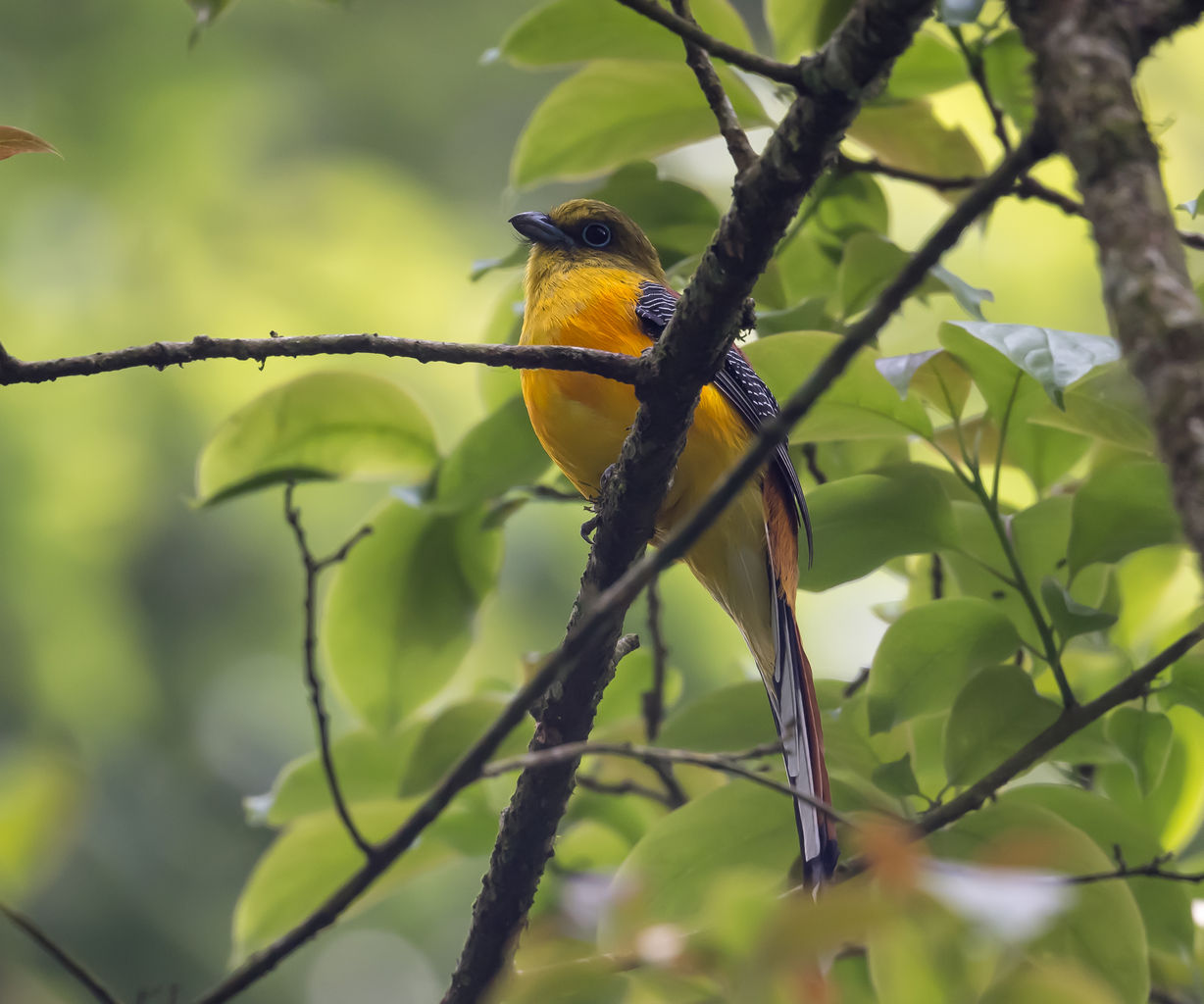 Birding Raden Soerjo Forest Park, East Java, Indonesia (Part 2) - 10,000 Birds