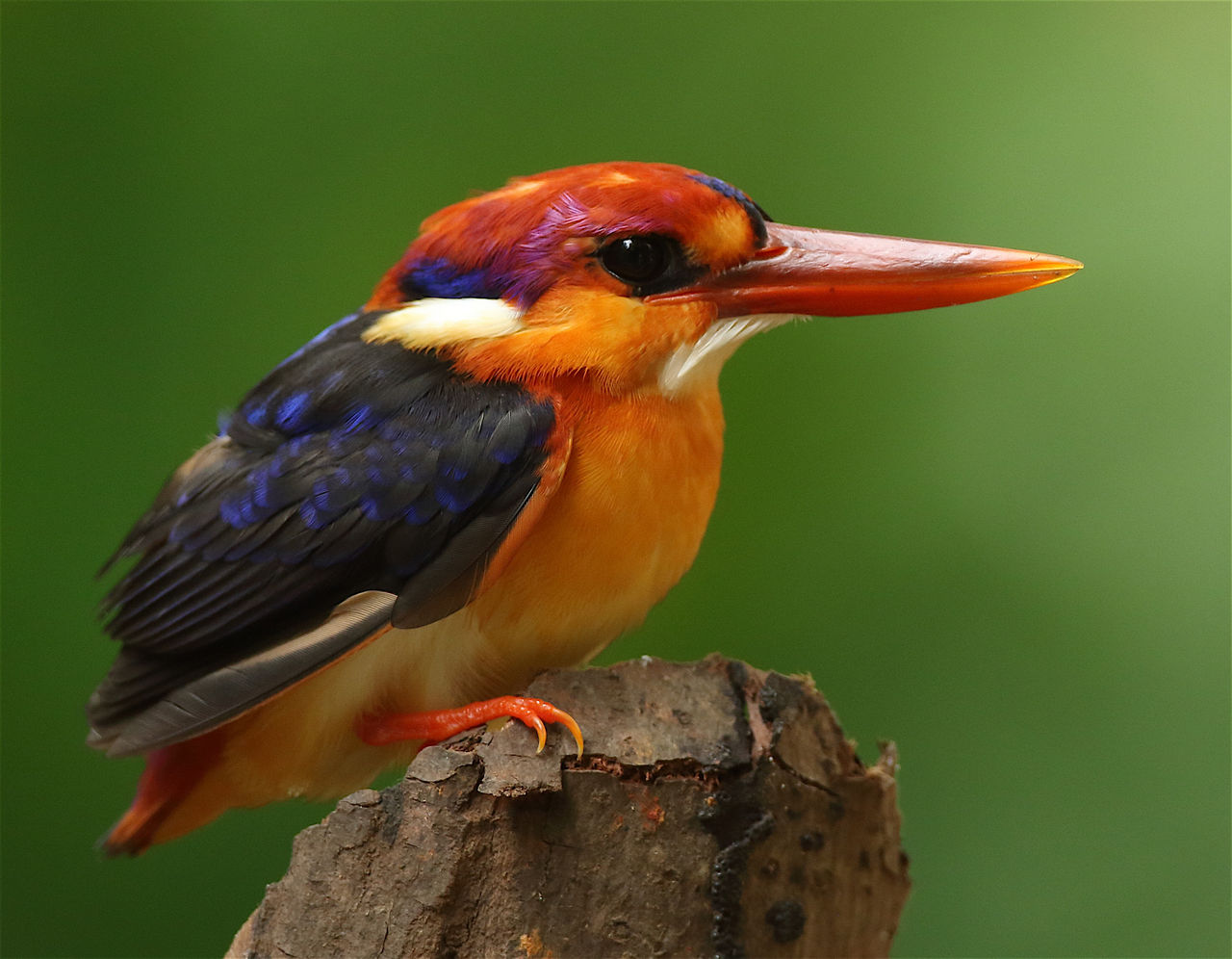 Bird Guides of the World: Savio Fonseca, Goa, India - 10,000 Birds
