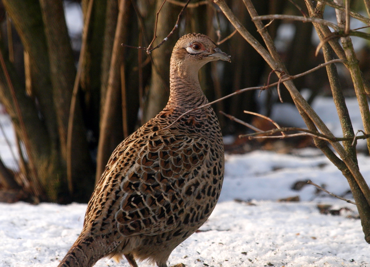 Species Spotlight: The Common Pheasant, Phasianus colchicus - 10,000 Birds