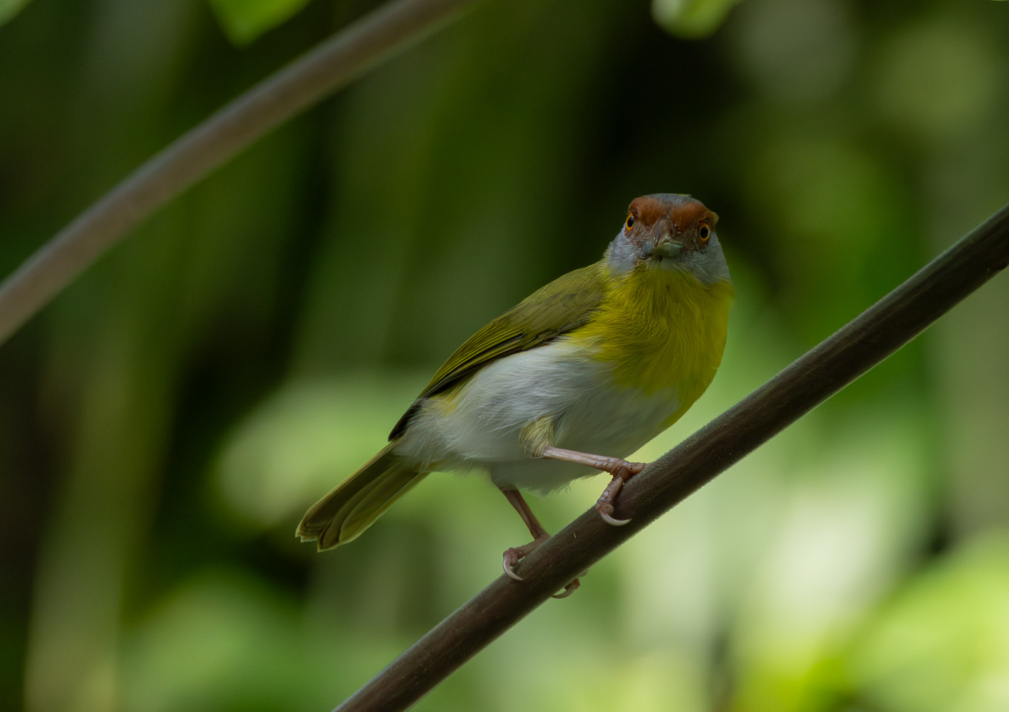 Responsible and Respectful Birding in 2025 and Beyond.