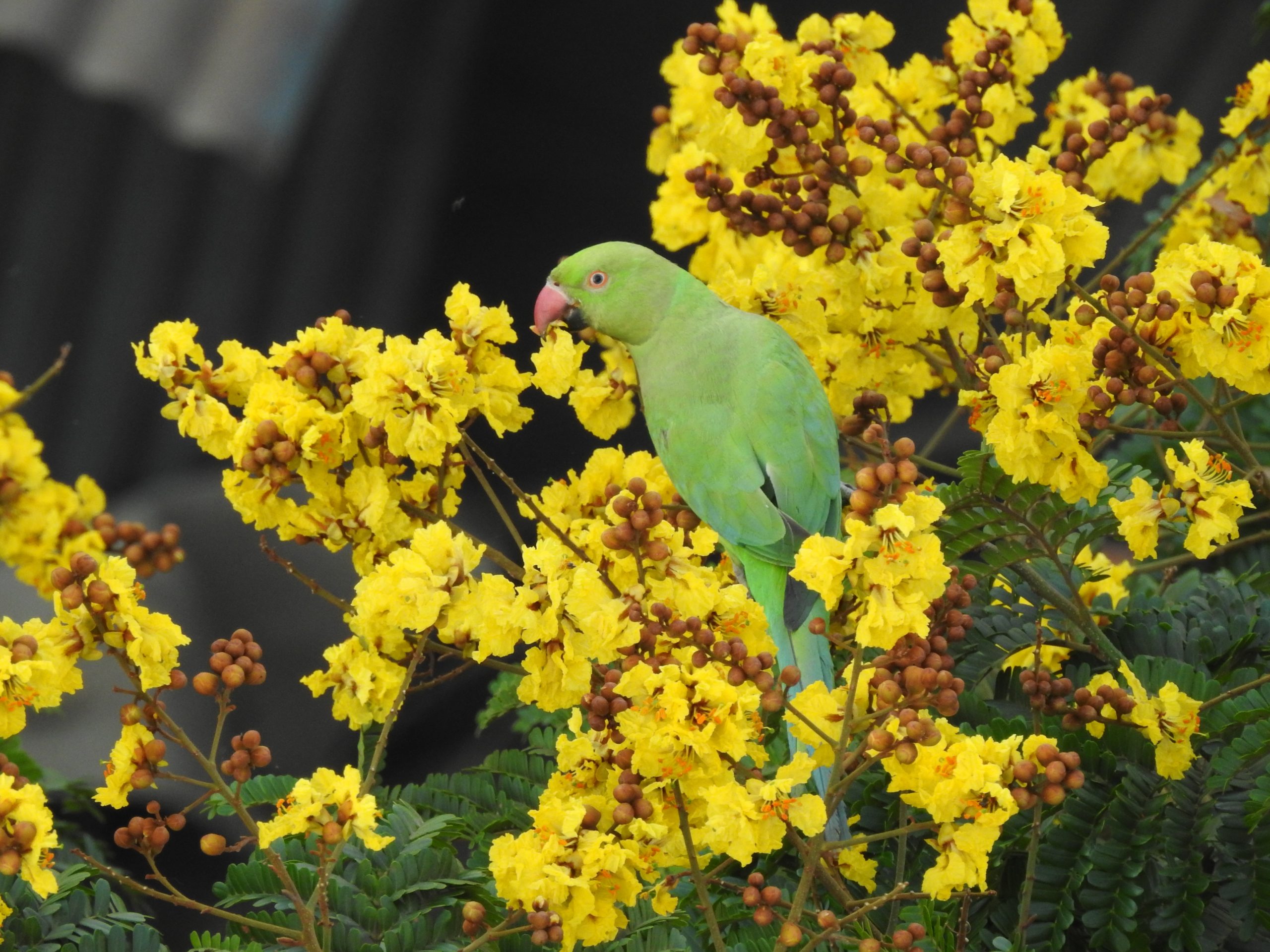Species Spotlight: Rose-ringed Parakeet - 10,000 Birds