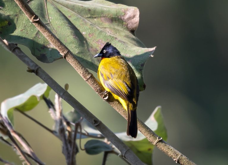 Birding Coban Baung, Mt. Kawi, East Java - 10,000 Birds