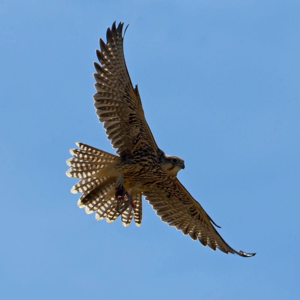 Bird Guides of the Word: Gabor Orban, Hungary/Costa Rica - 10,000 Birds