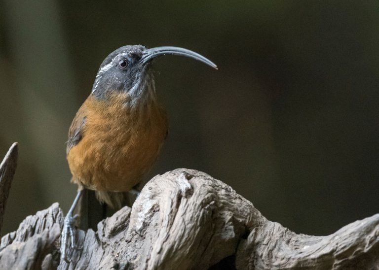 The 5 Best Chinese Provinces For Birding - 10,000 Birds