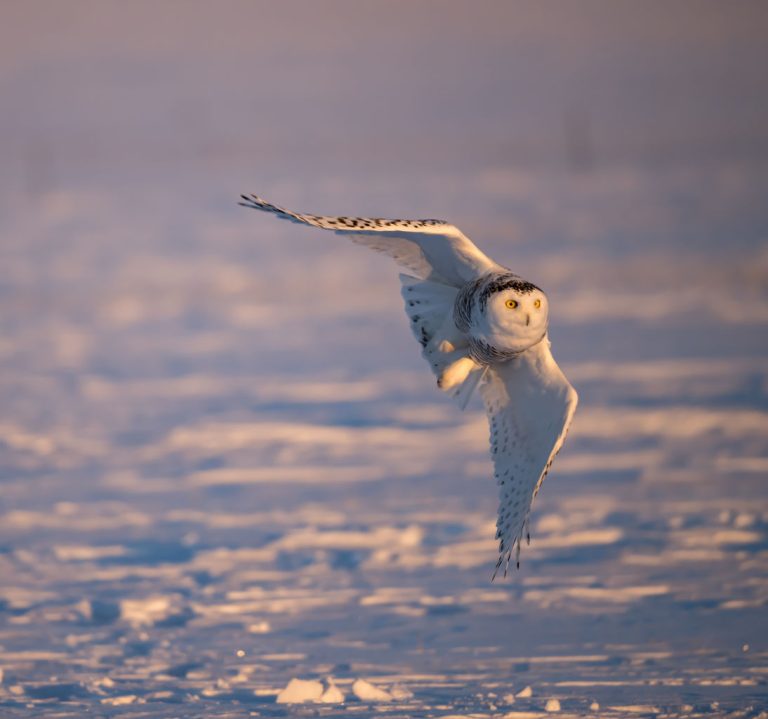 Species Spotlight: Snowy Owl - 10,000 Birds