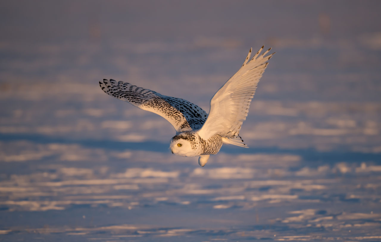 Species Spotlight: Snowy Owl - 10,000 Birds