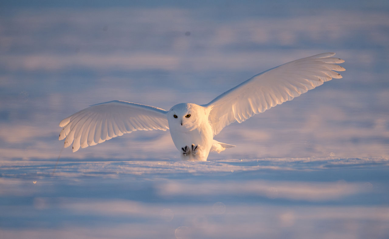 Species Spotlight: Snowy Owl - 10,000 Birds