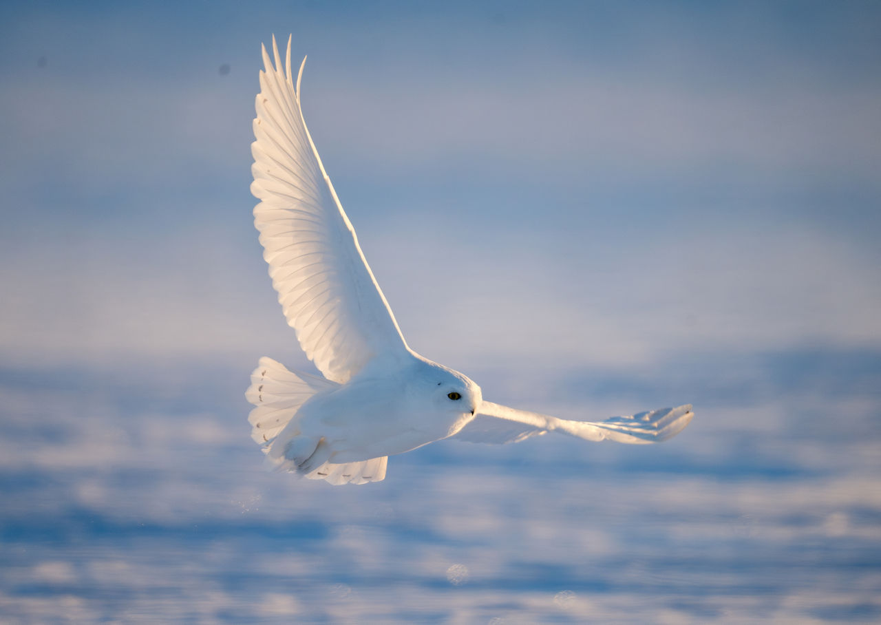 Species Spotlight: Snowy Owl - 10,000 Birds