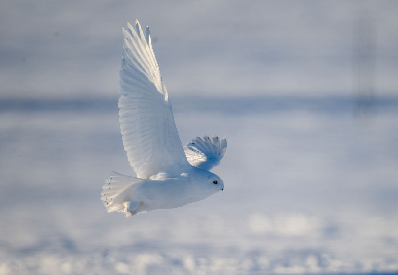 Species Spotlight: Snowy Owl - 10,000 Birds