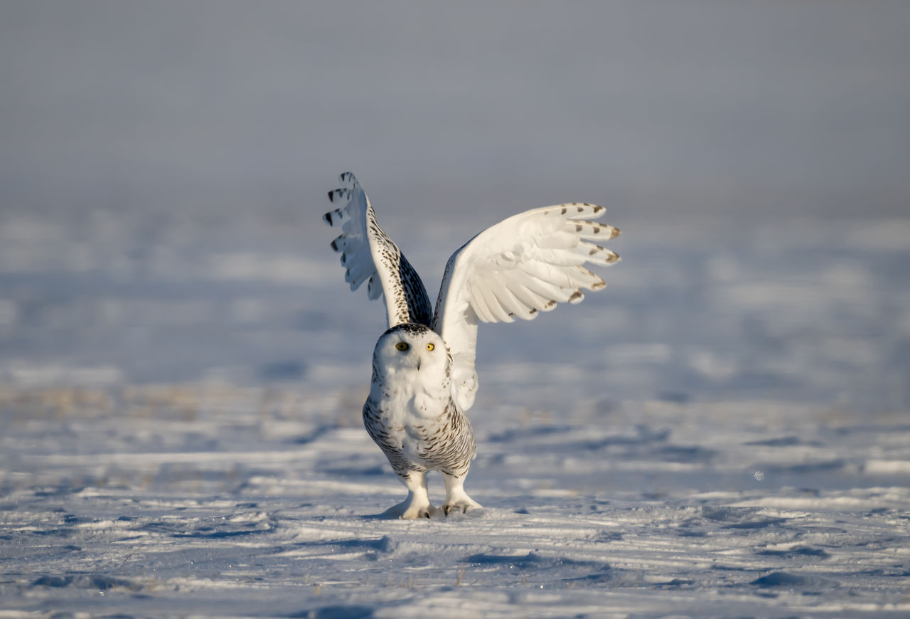 Species Spotlight: Snowy Owl - 10,000 Birds