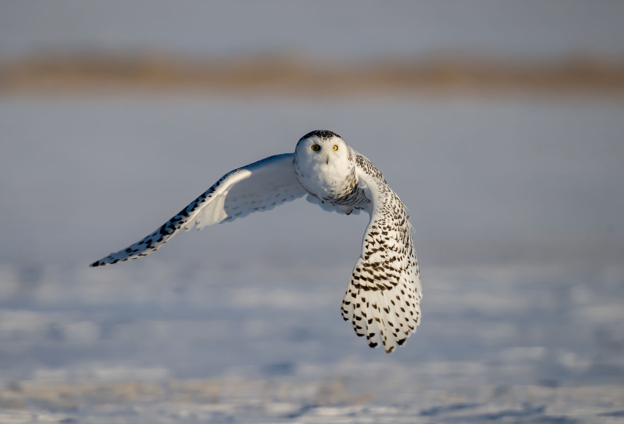 Species Spotlight: Snowy Owl - 10,000 Birds