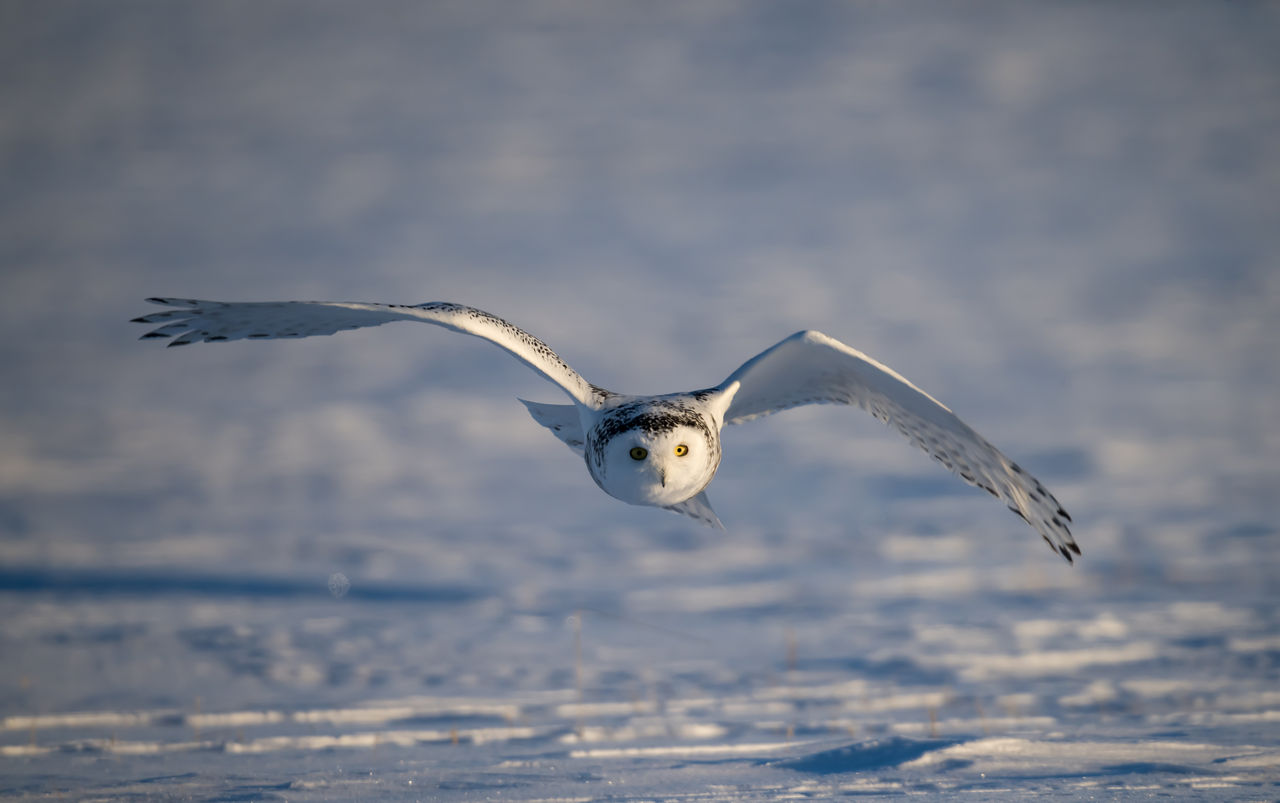 Species Spotlight: Snowy Owl - 10,000 Birds