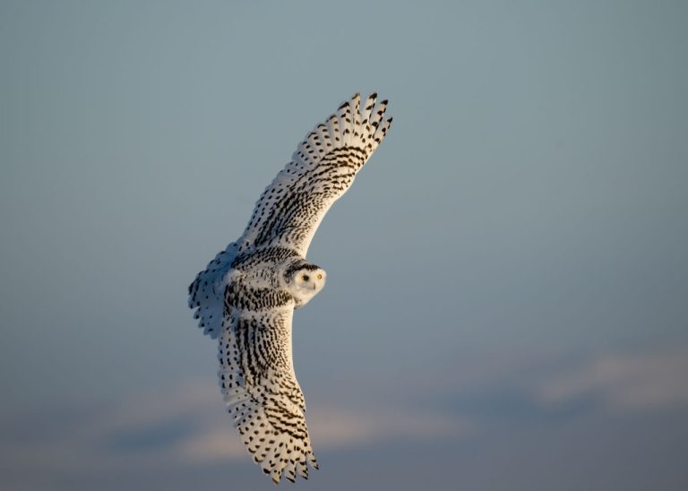Species Spotlight: Snowy Owl - 10,000 Birds