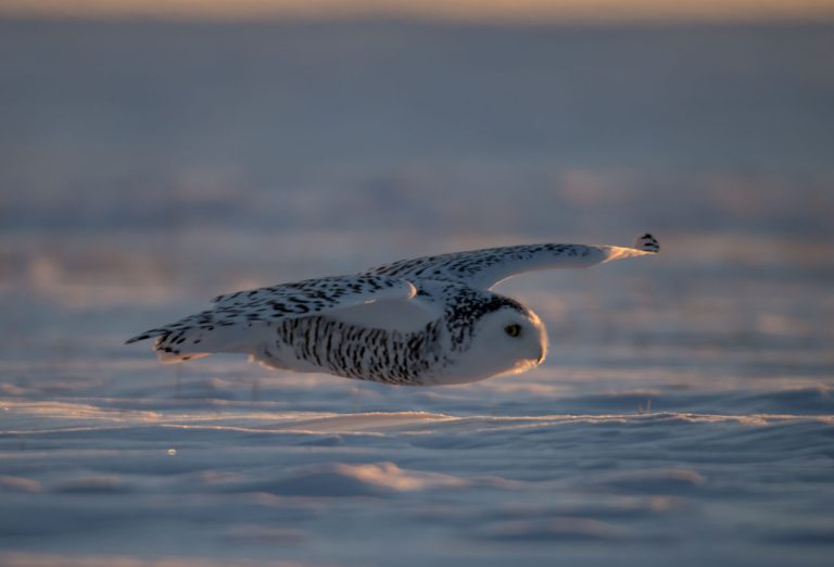 Species Spotlight: Snowy Owl - 10,000 Birds