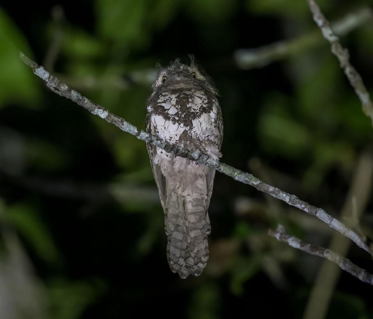 Night Birding around Pronojiwo, East Java - 10,000 Birds