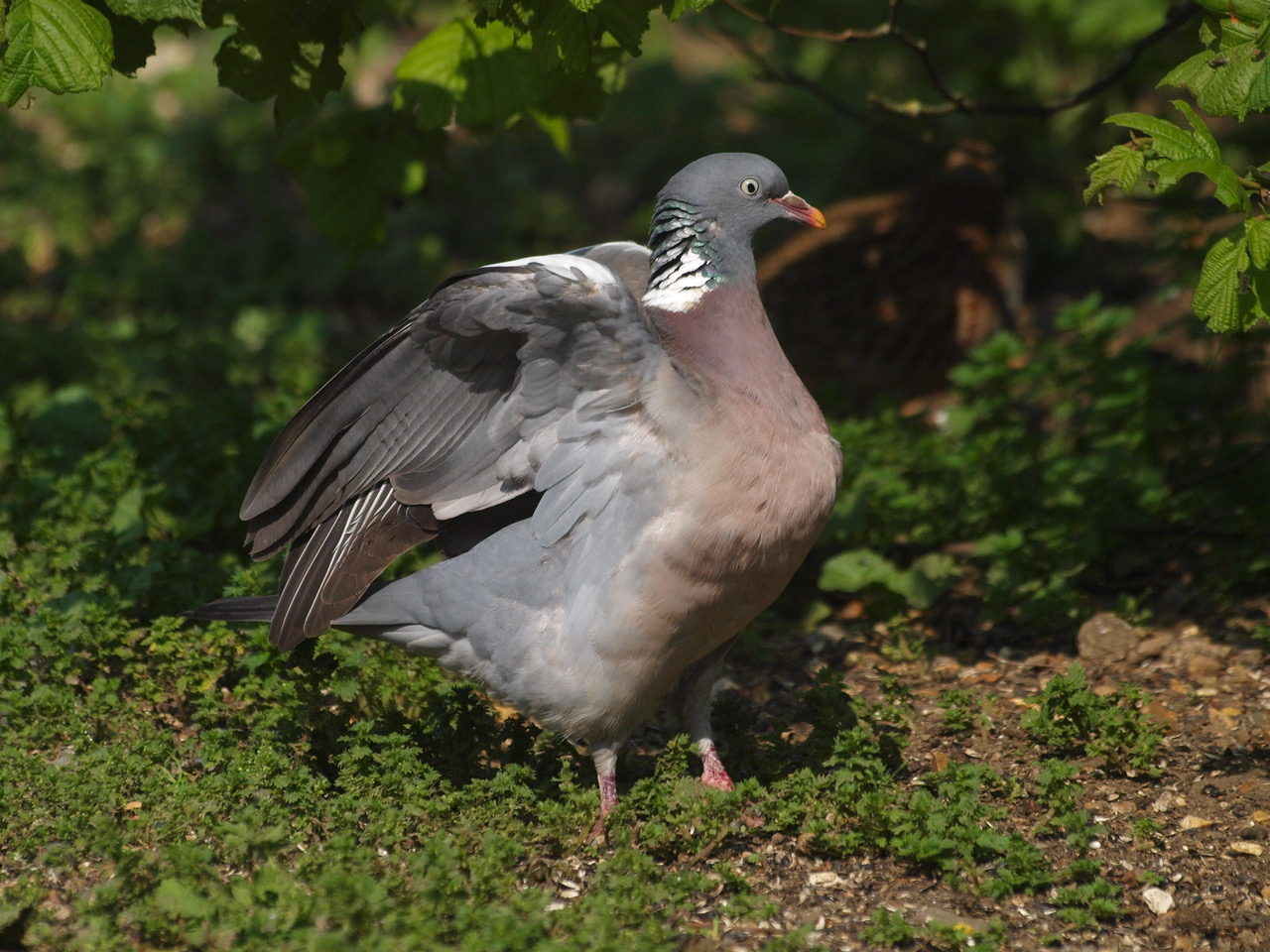 Species Spotlight: Wood Pigeon Columba palumbus - 10,000 Birds