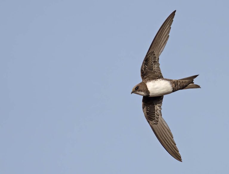 Alpine Swifts are back - 10,000 Birds
