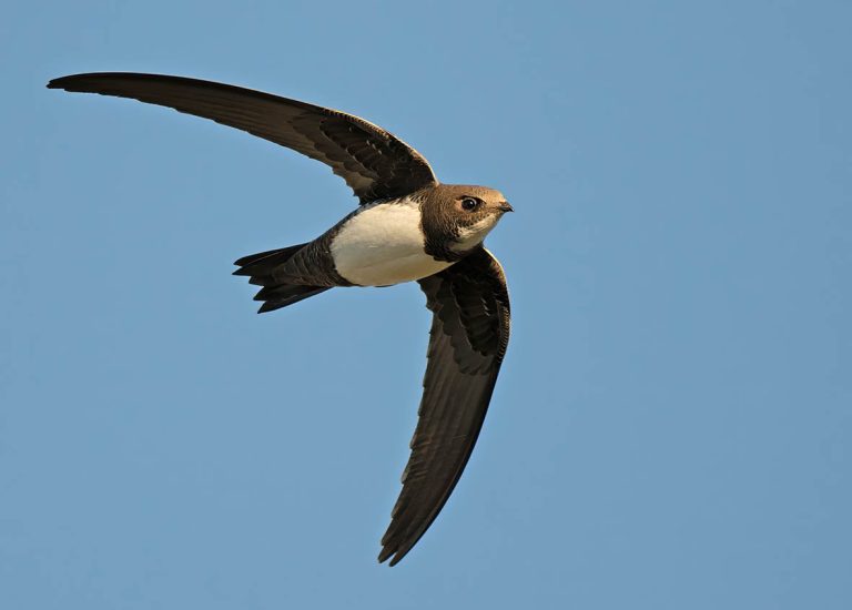 Alpine Swifts are back - 10,000 Birds