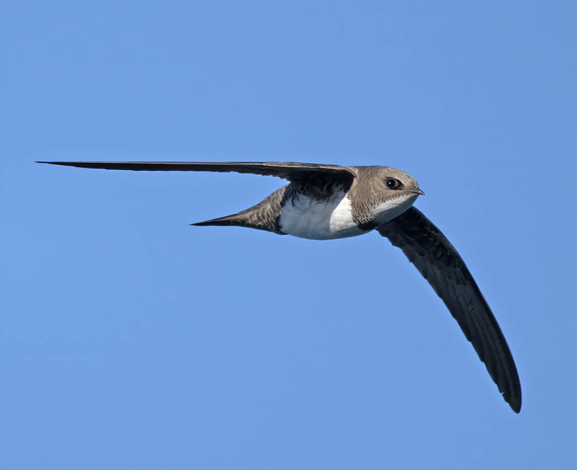 Alpine Swifts are again - 10,000 Birds - Geni TV