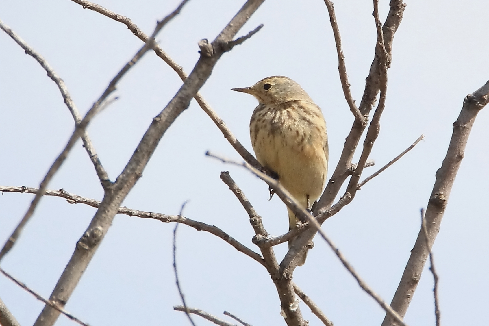 How About a Christmas Bird Count in Mexico? - 10,000 Birds