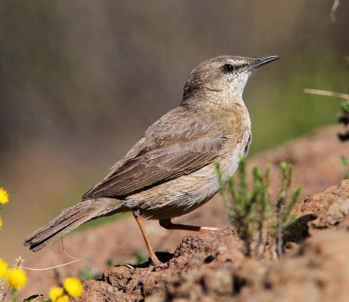 Top 10-plus Pipits - 10,000 Birds