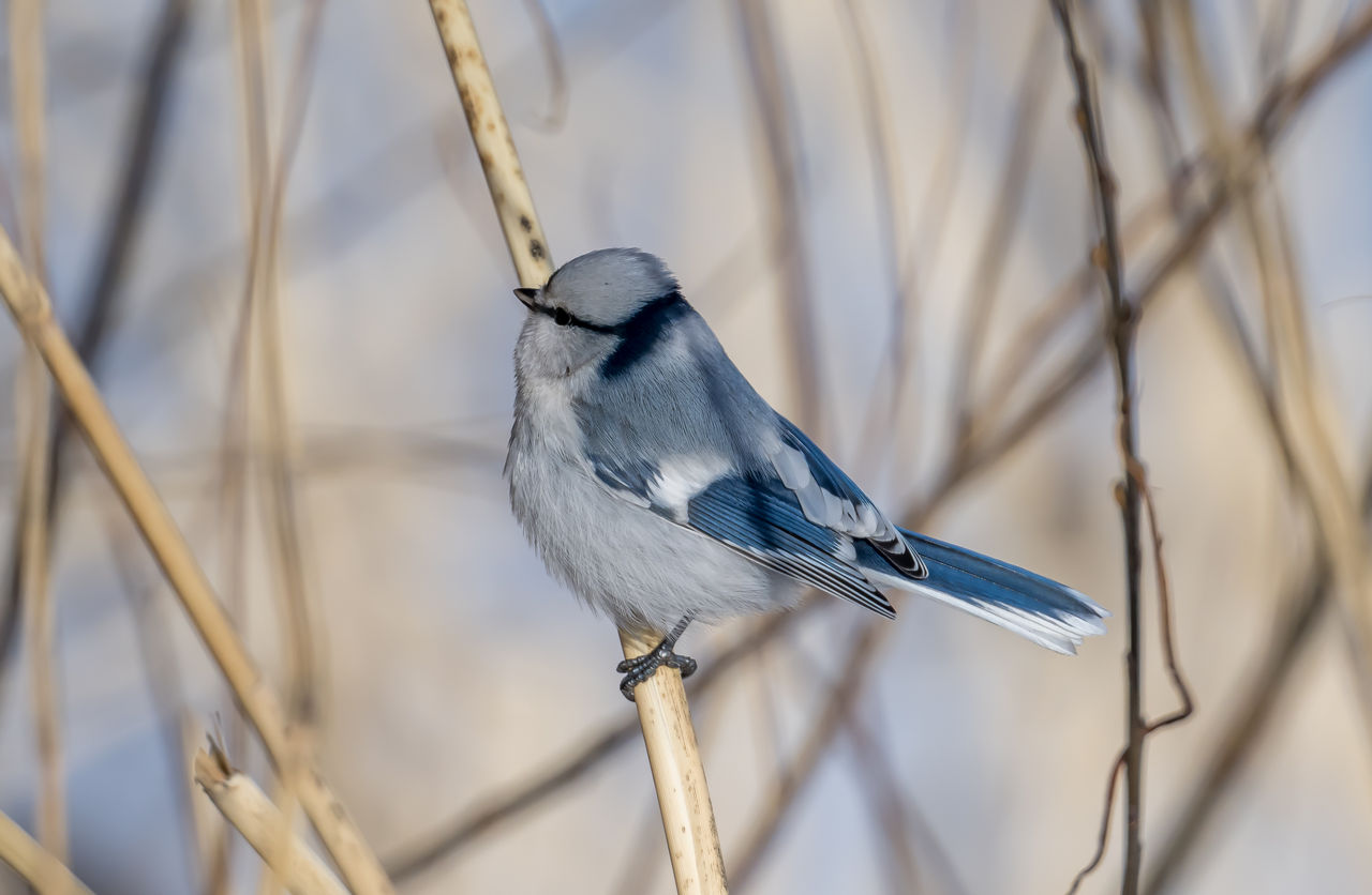 Species Spotlight: Azure Tit - 10,000 Birds
