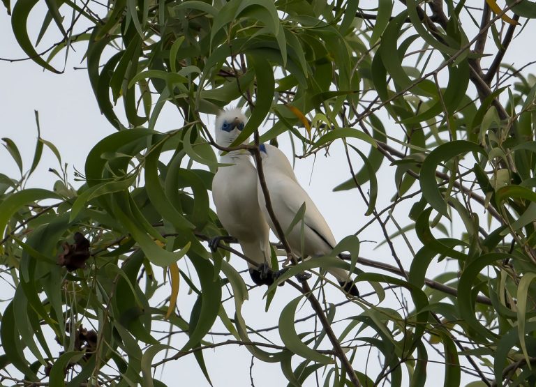 Birding Bali Barat, Indonesia - 10,000 Birds