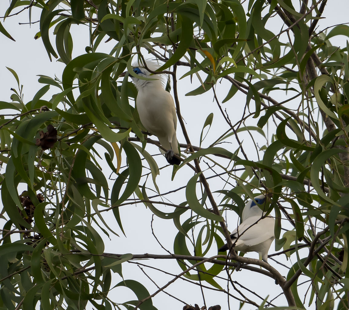 Birding Bali Barat, Indonesia - 10,000 Birds