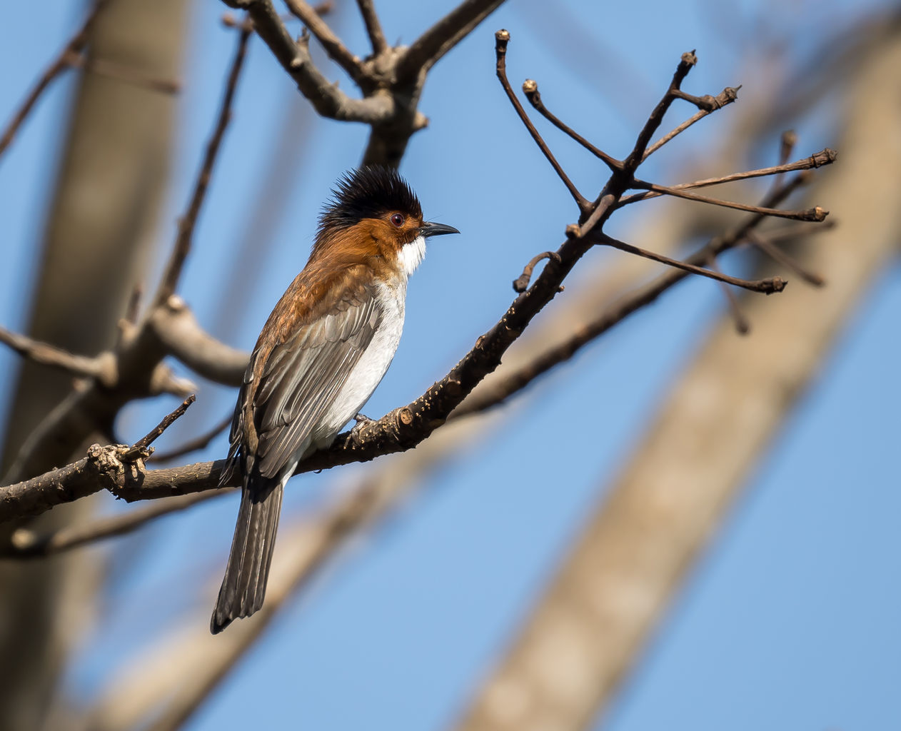 Birding the Wuyuan area in Winter - 10,000 Birds