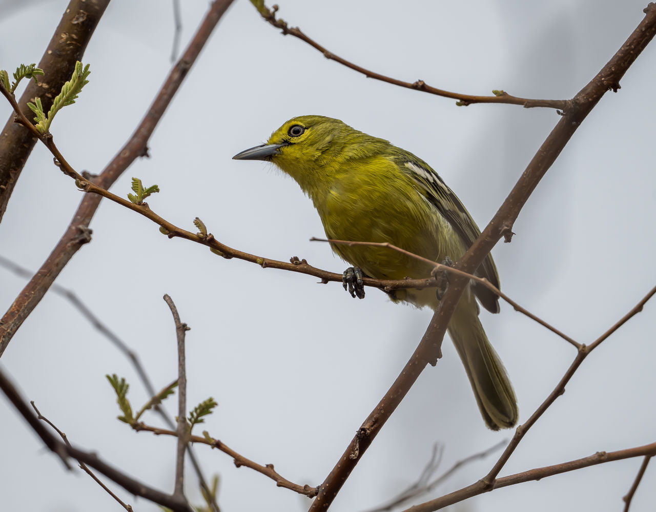 Birding Baluran NP, East Java - 10,000 Birds