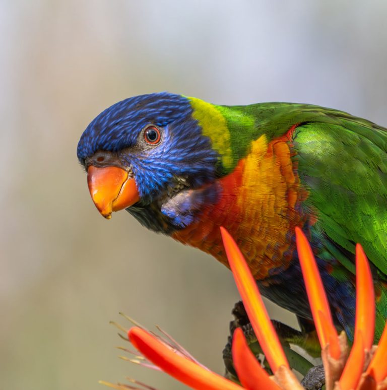Three Photos: Parrots of Bold Park, Perth - 10,000 Birds