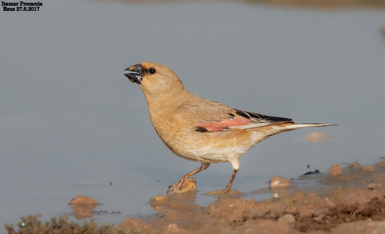 Photographing Birds In The Negev Desert, Israel - 10,000 Birds