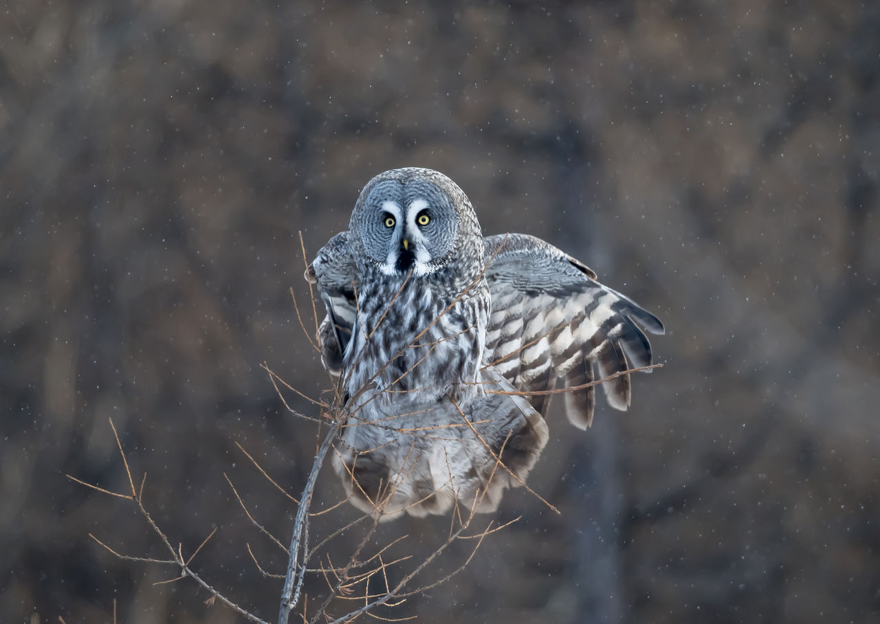 Species Spotlight: Great Grey Owl - 10,000 Birds
